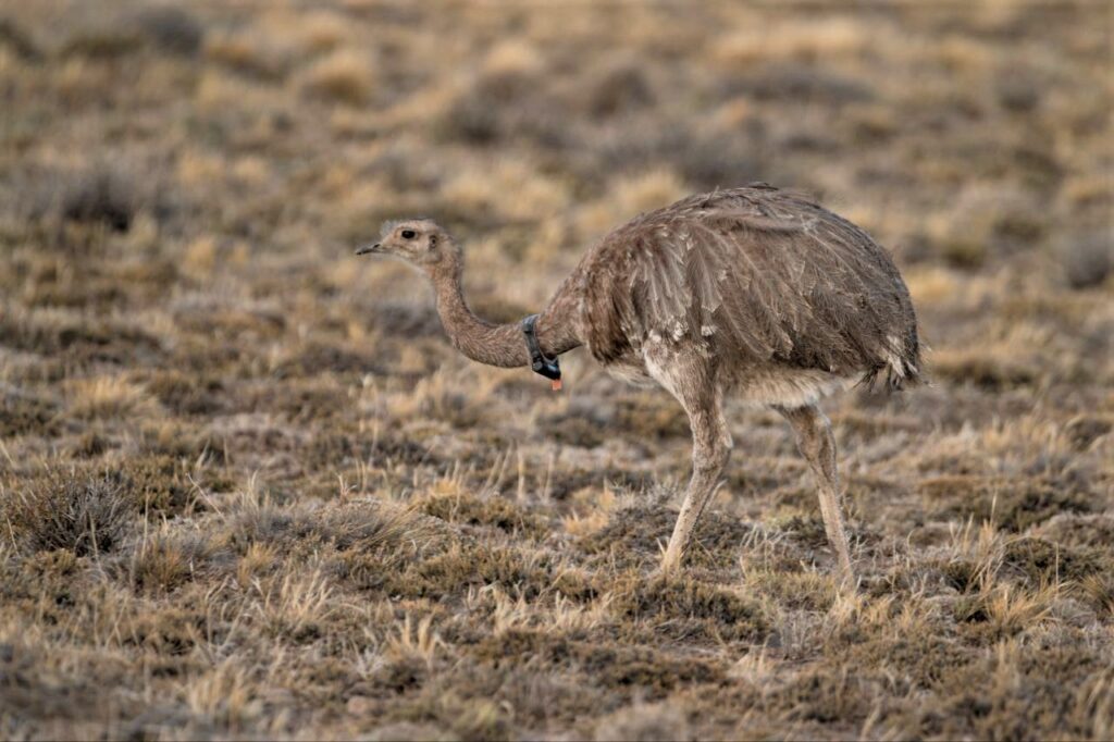 Conservación del Choique: cómo los monitorean, y cuáles son sus ...