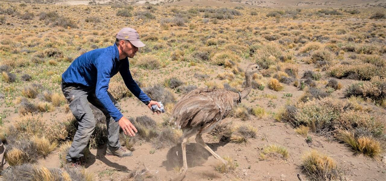Conservación del Choique: cómo los monitorean, y cuáles son sus ...